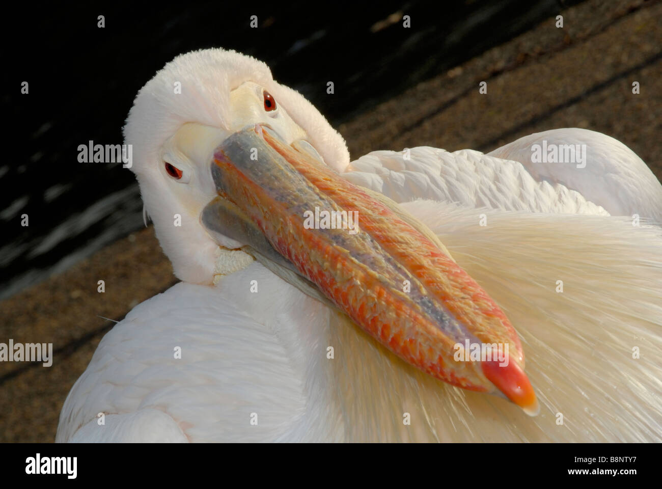 Staring pelican: Great White Pelican staring down its beak, St James's ...