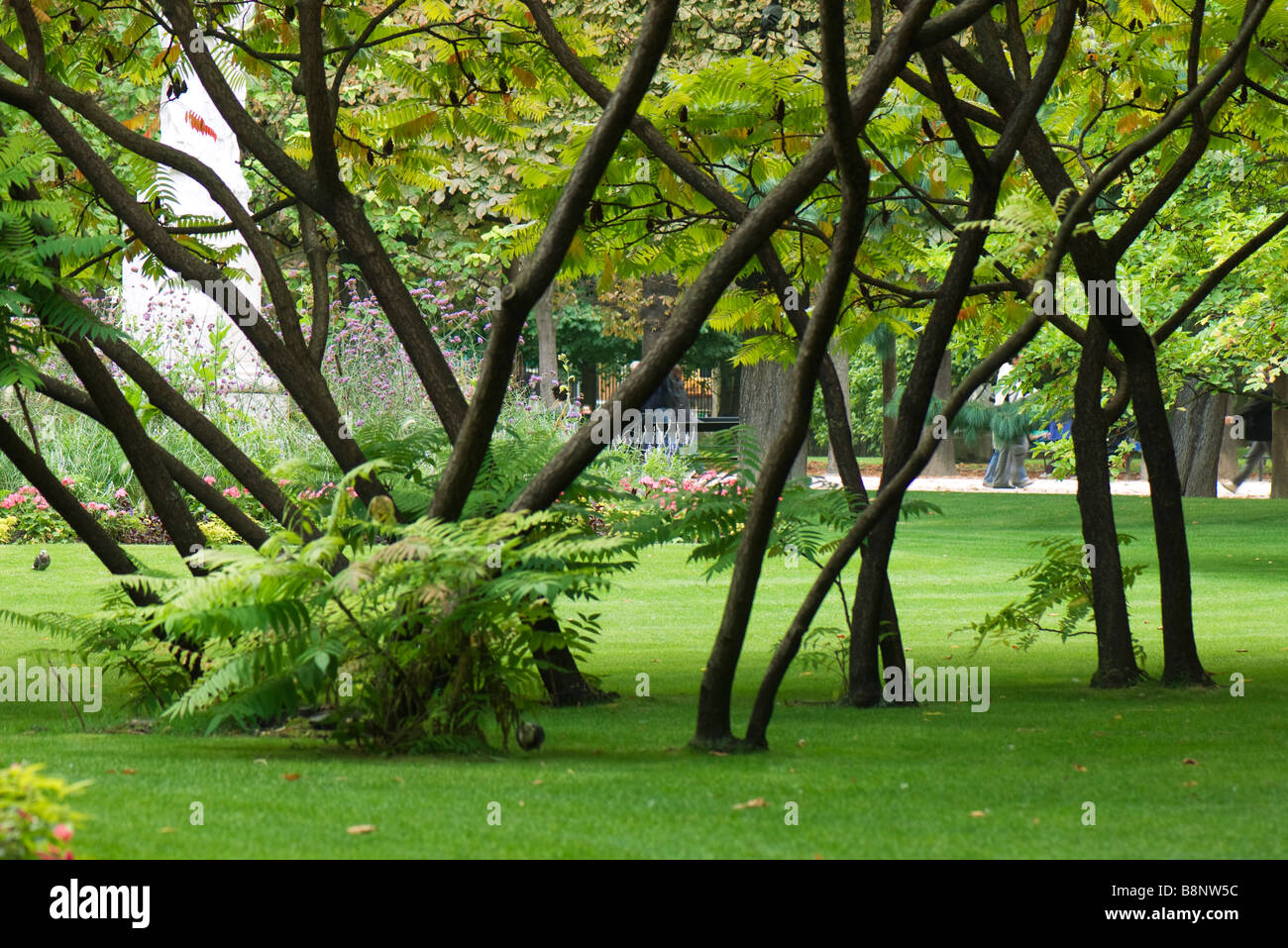 France, Paris, tree grove in Jardin du Luxembourg Stock Photo - Alamy