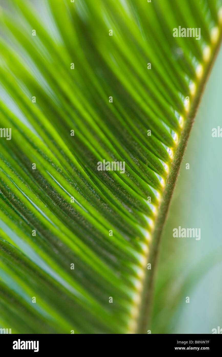 Plant frond, extreme close-up Stock Photo - Alamy