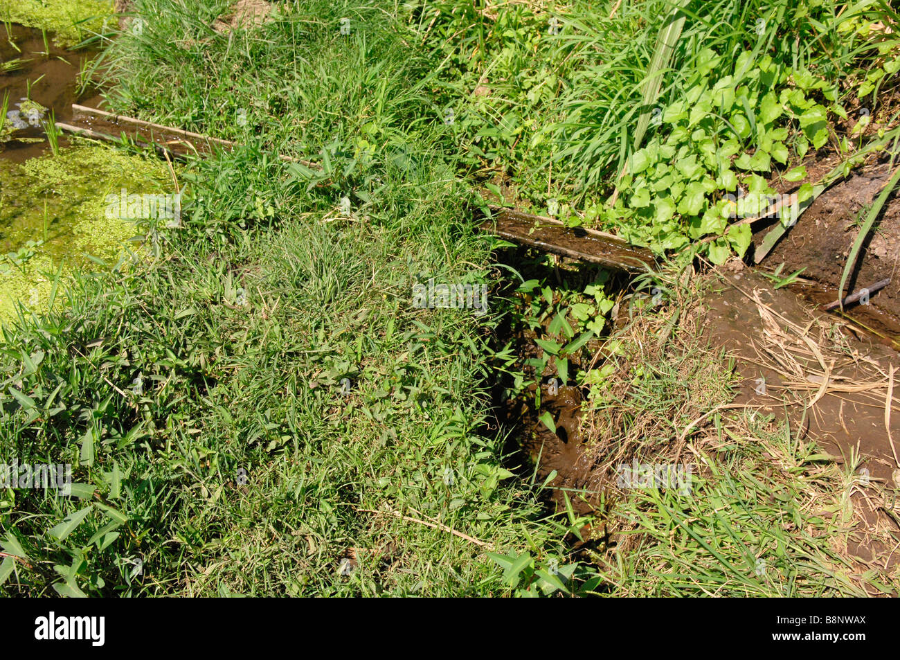 traditional wisdom,water drainage to rice field by bamboo pipe,Bali ...
