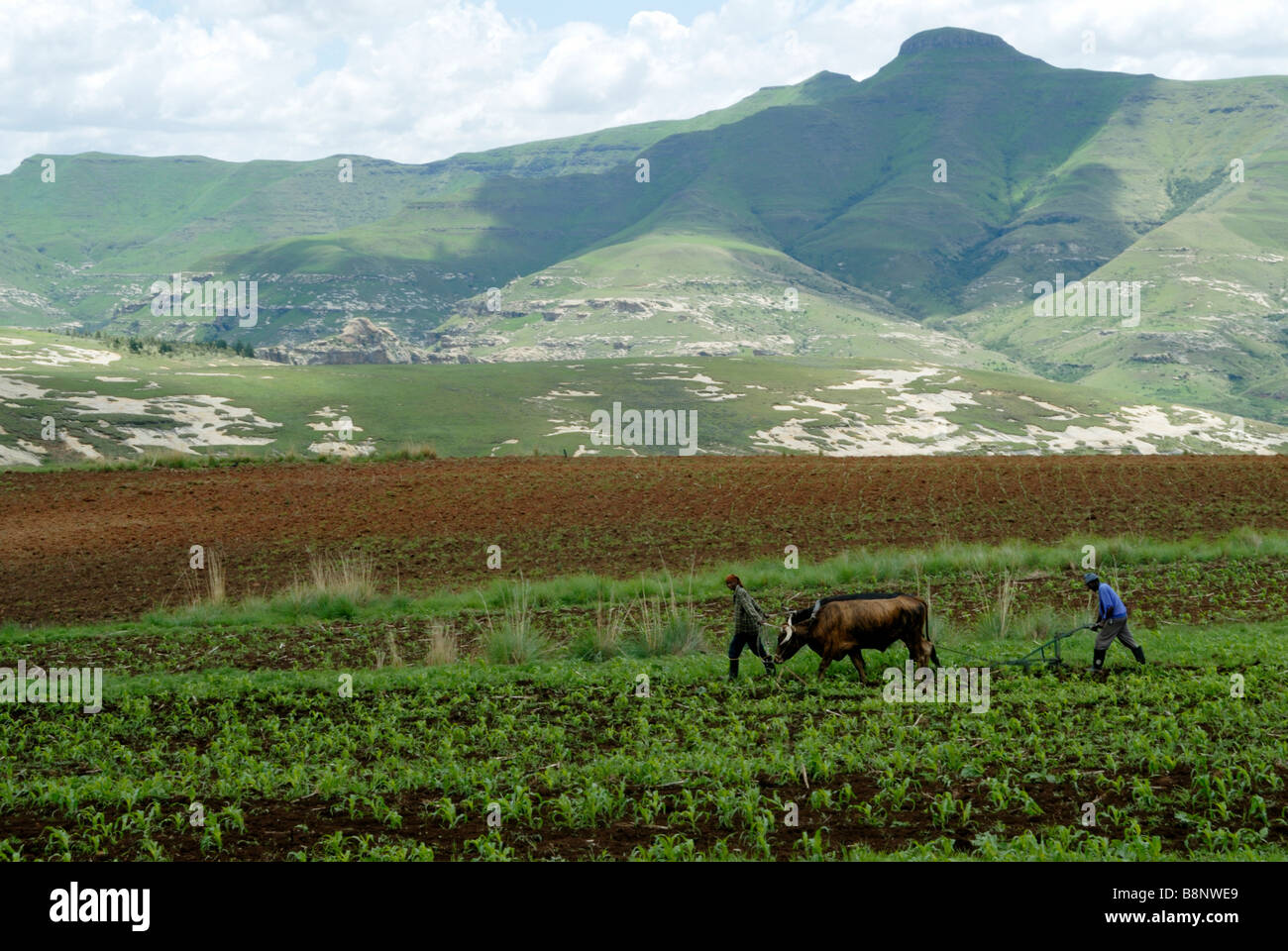 Plowing cows hi-res stock photography and images - Alamy
