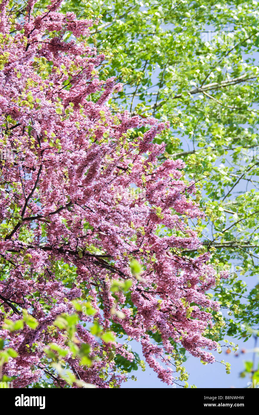 Redbud tree (Cercis siliquastrum) in blossom Stock Photo - Alamy