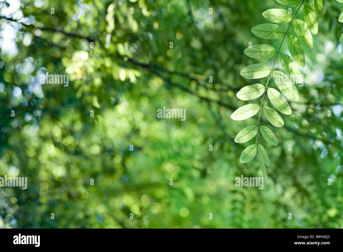 Sunlight shining through foliage, focus on branch in foreground Stock ...