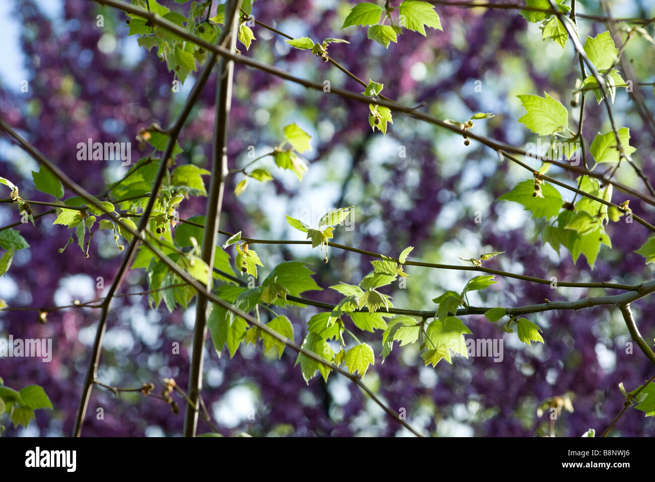 Maple tree branches and foliage Stock Photo - Alamy