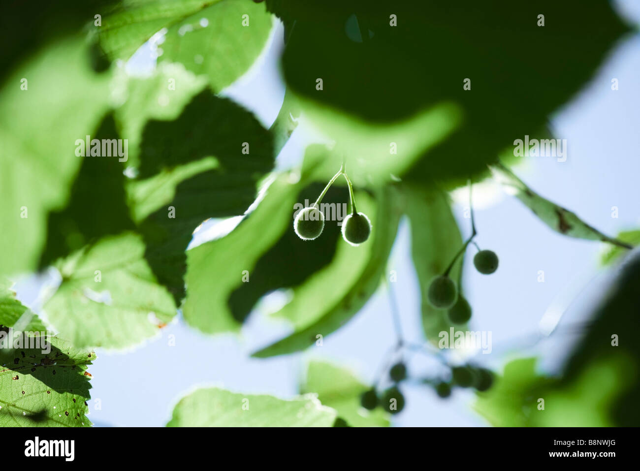 Linden trees fruit hi-res stock photography and images - Alamy