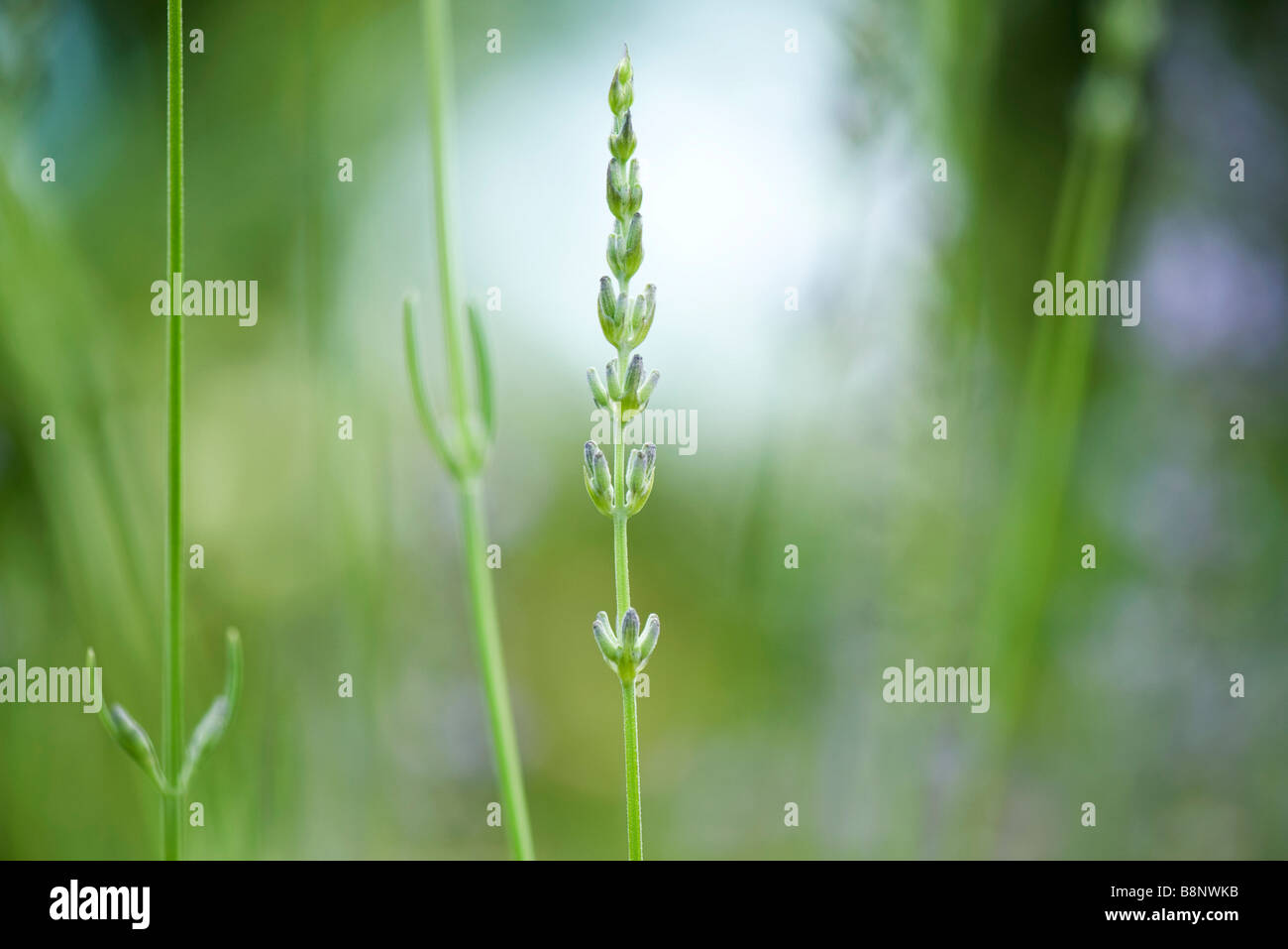 Budding lavender hi-res stock photography and images - Alamy