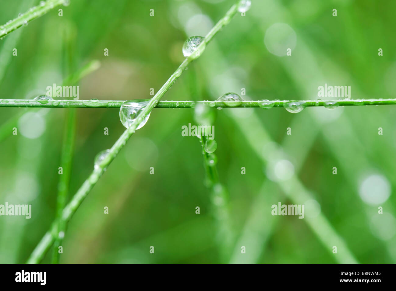 Dew on stalks grass hi-res stock photography and images - Alamy