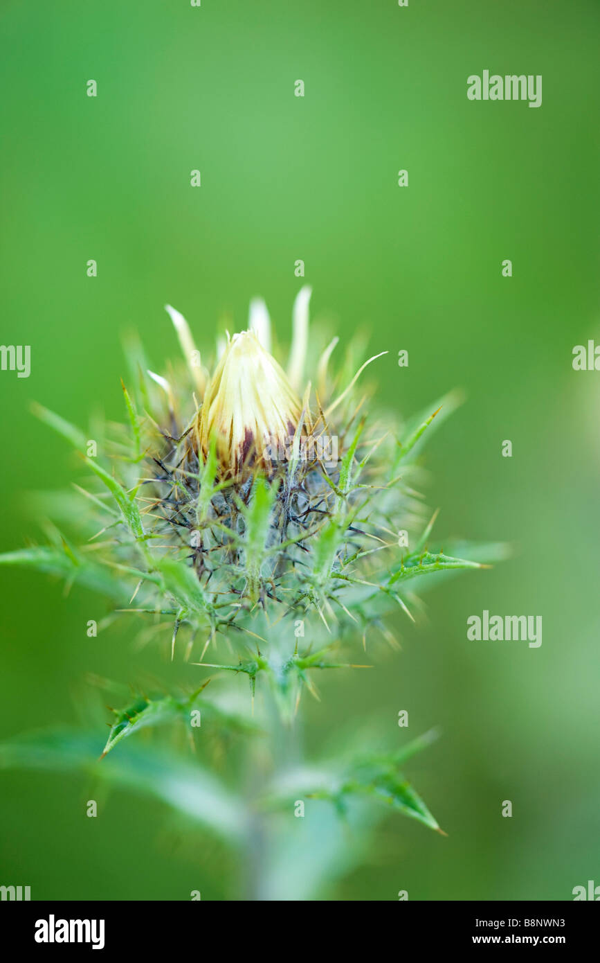 Thistle bud, close-up Stock Photo - Alamy