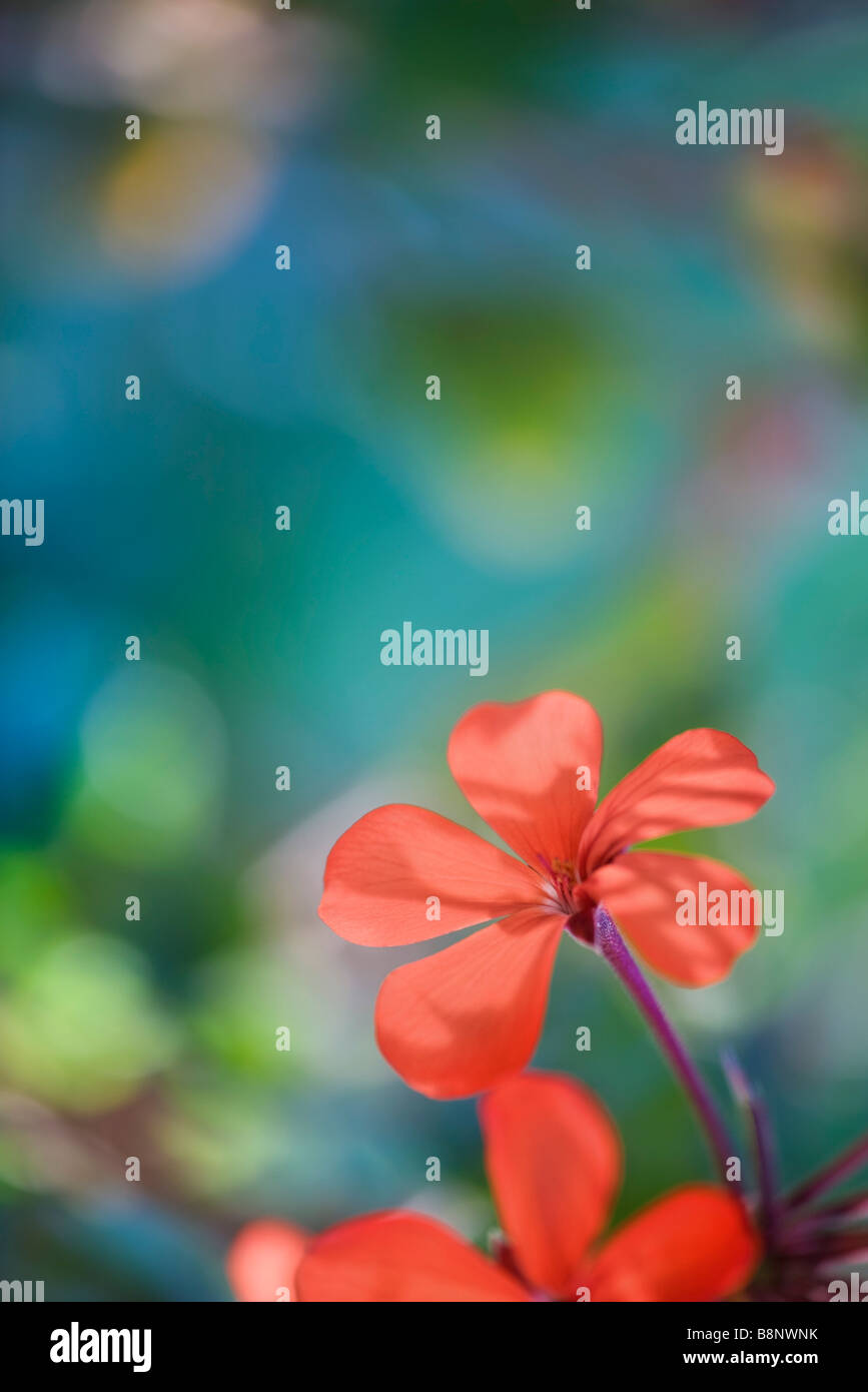 Red geranium flowers Stock Photo - Alamy