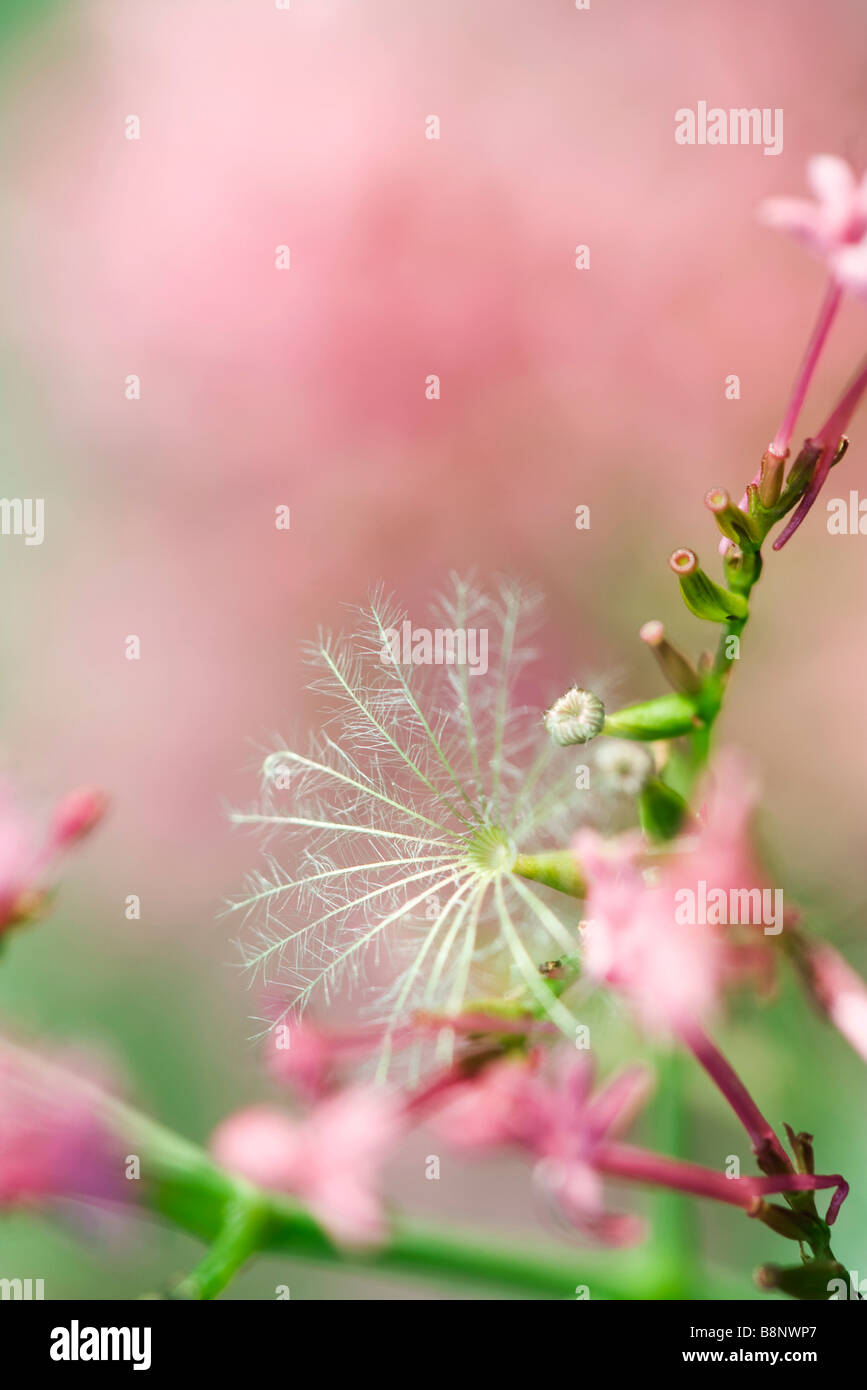 Pink Seedheads High Resolution Stock Photography and Images - Alamy