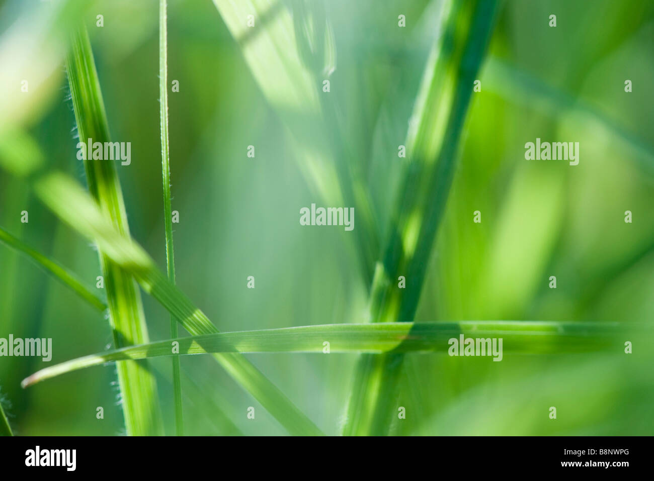 Grass close up hi-res stock photography and images - Alamy