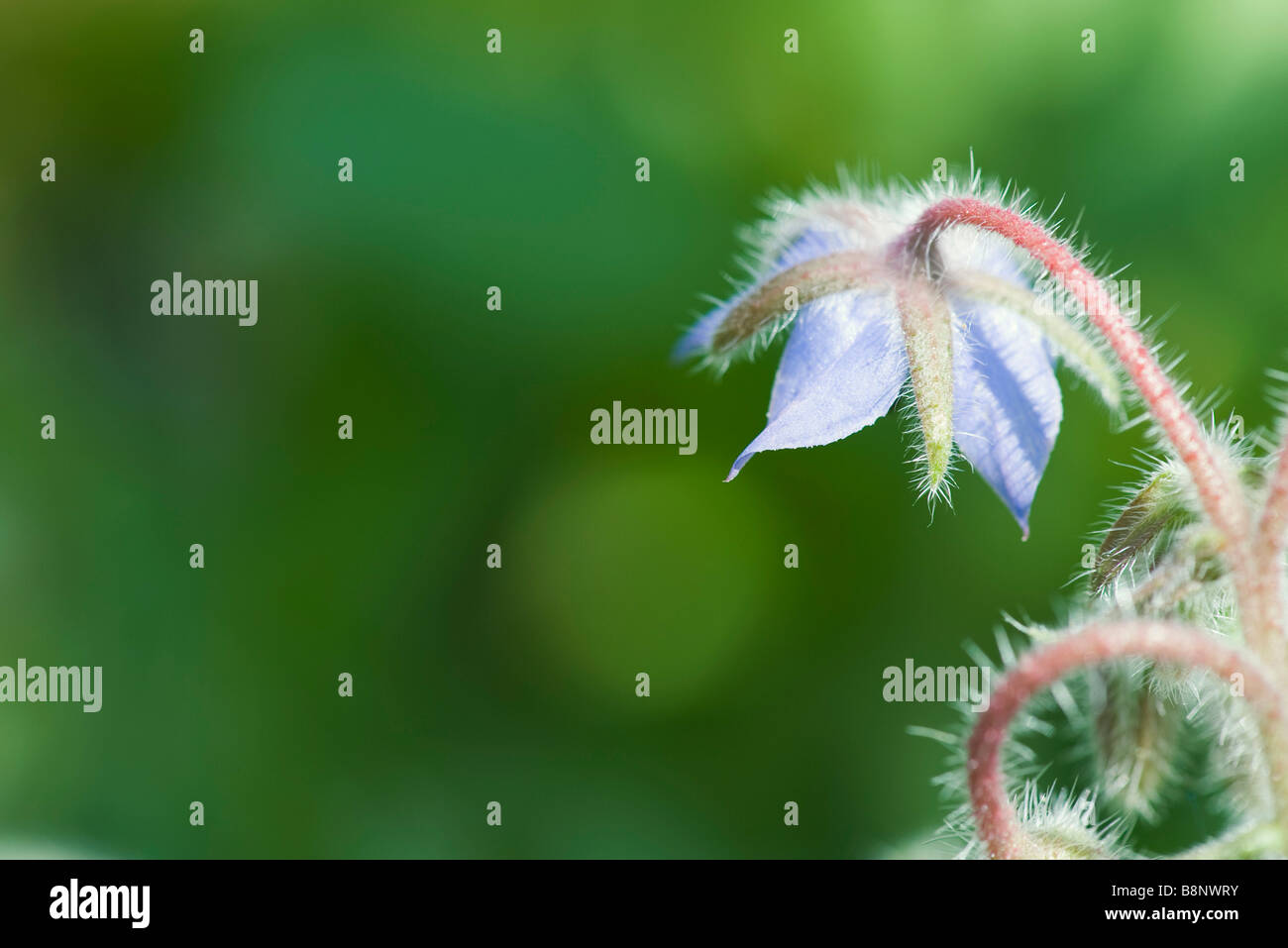 Fuzzy sepals hi-res stock photography and images - Alamy