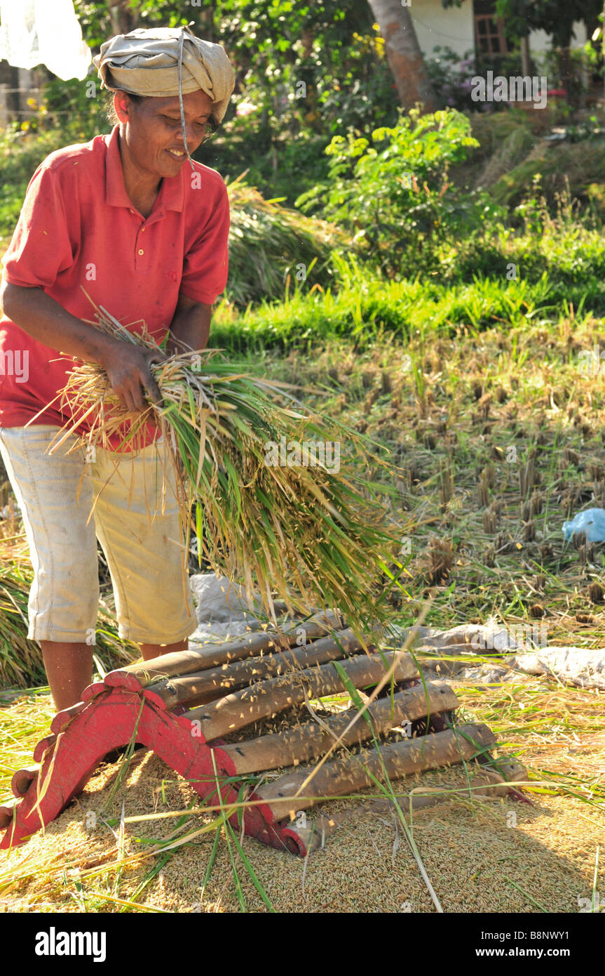 thrashing in Bali,Indonesia Stock Photo - Alamy