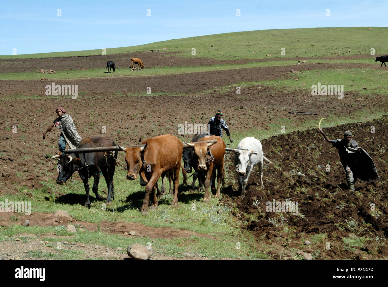 Plowing cows hi-res stock photography and images - Alamy