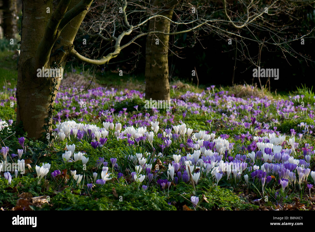 Crocus lawn hi-res stock photography and images - Alamy