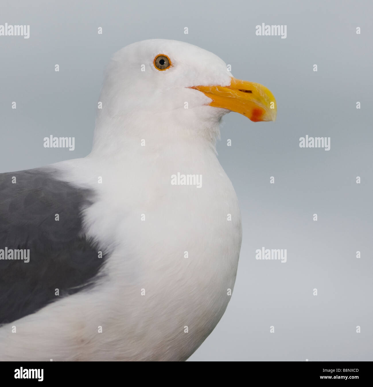 Portrait of a seagull staring in the distance Stock Photo - Alamy