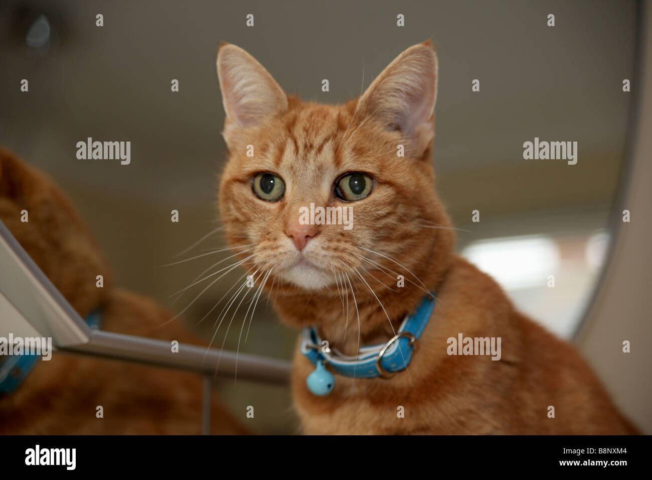 Surprised looking ginger cat Stock Photo - Alamy