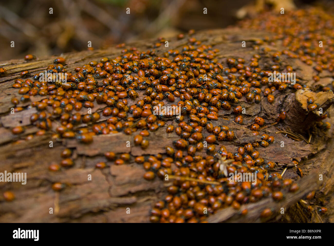 Millions of ladybugs on a log in Muir Woods during their annual mating ...