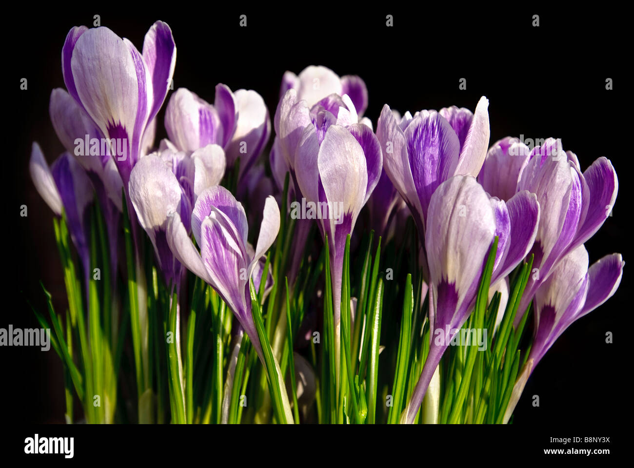 Annuals and perennials hi-res stock photography and images - Alamy