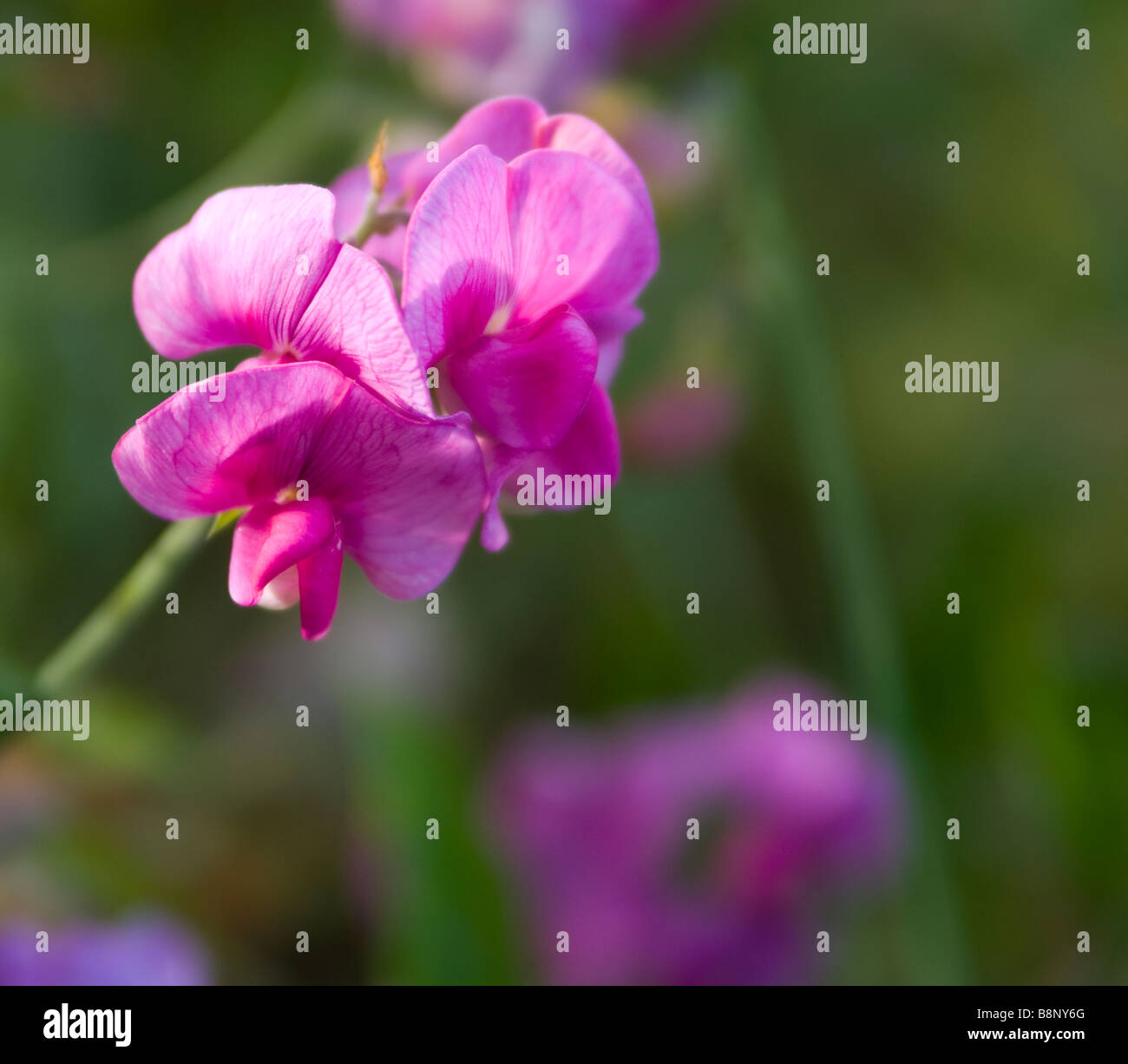 Flowering pea plant Stock Photo - Alamy
