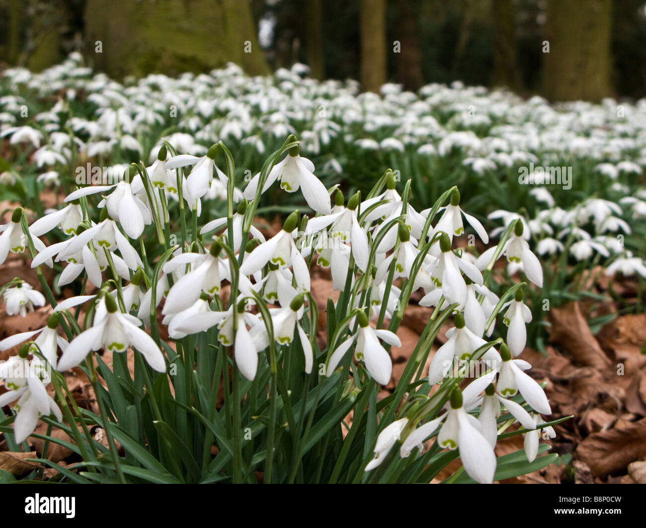 Naturalised snowdrops (Galanthus nivalis) in English woodland Stock ...
