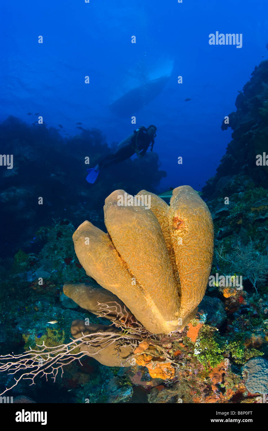Tubular coral with diver and diveboat Stock Photo - Alamy