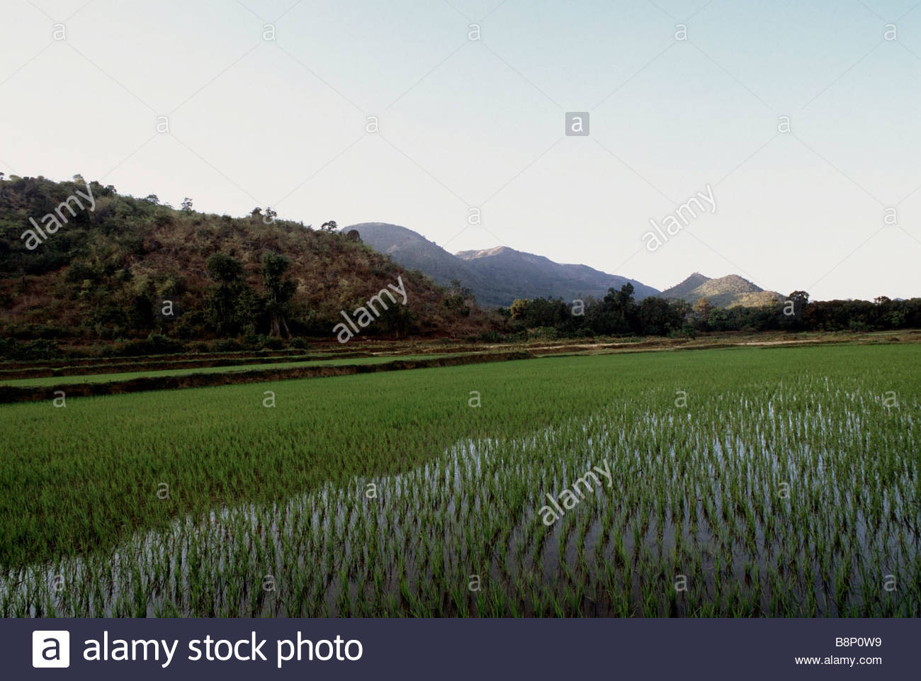 Agriculture Orissa India High Resolution Stock Photography and Images ...