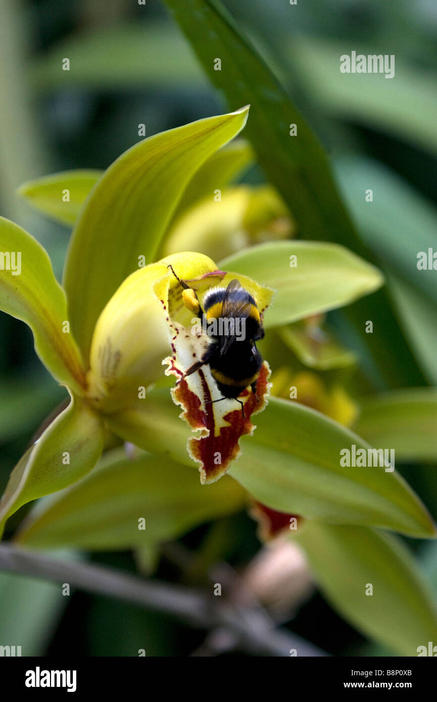 Bumblebee pollinating a yellow orchid, Cymbidium, Orchidaceae Stock ...