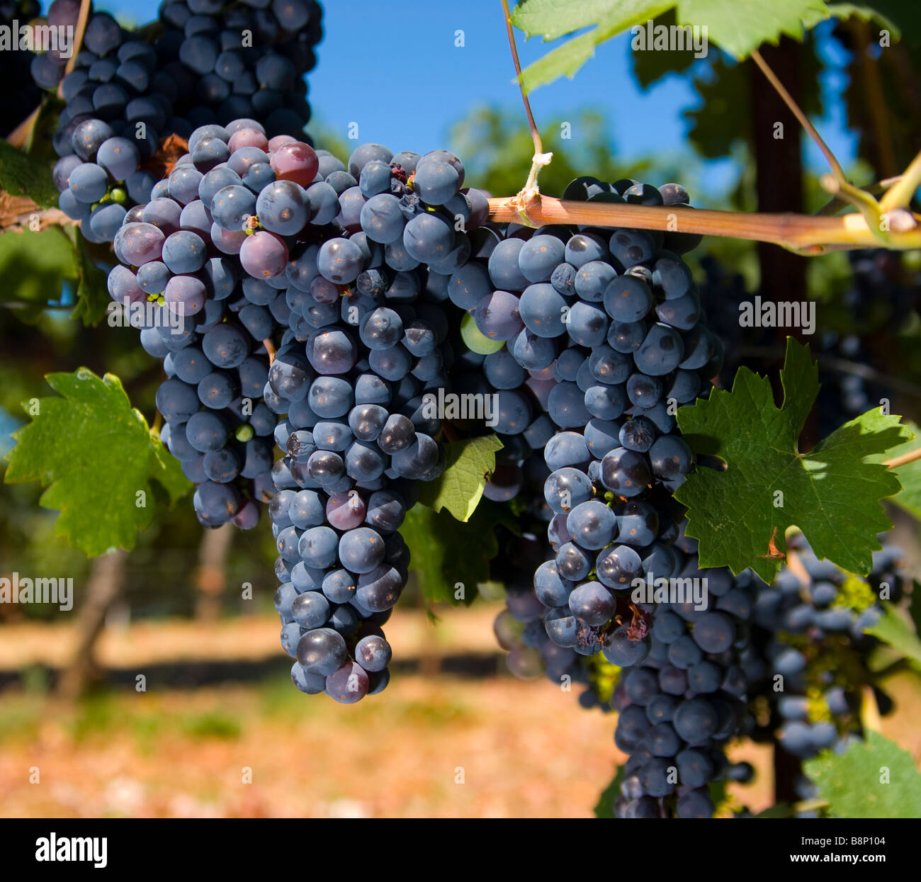Shiraz wine grapes hi-res stock photography and images - Alamy