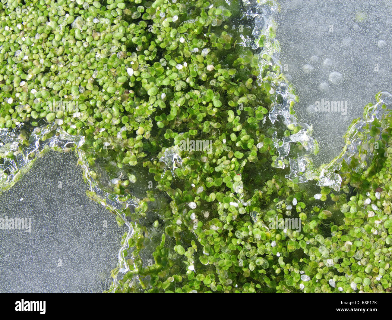 Lemna minor ( Common Duckweed , Lesser Duckweed ) - spring Stock Photo ...