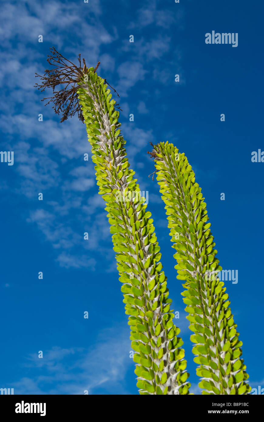 Two cacti towering up against a blue sky with a few puffs of clouds ...