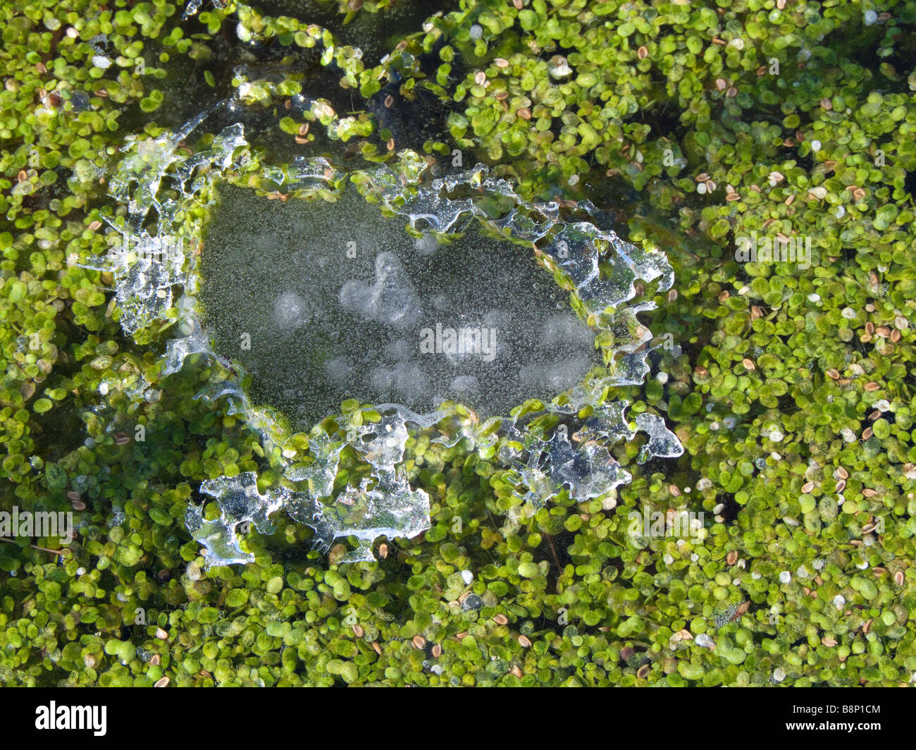 Lemna minor ( Common Duckweed , Lesser Duckweed ) - spring Stock Photo ...