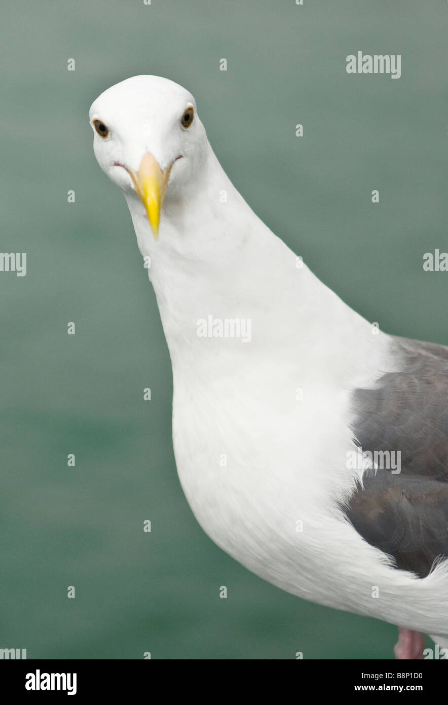 Funny seagull hi-res stock photography and images - Alamy