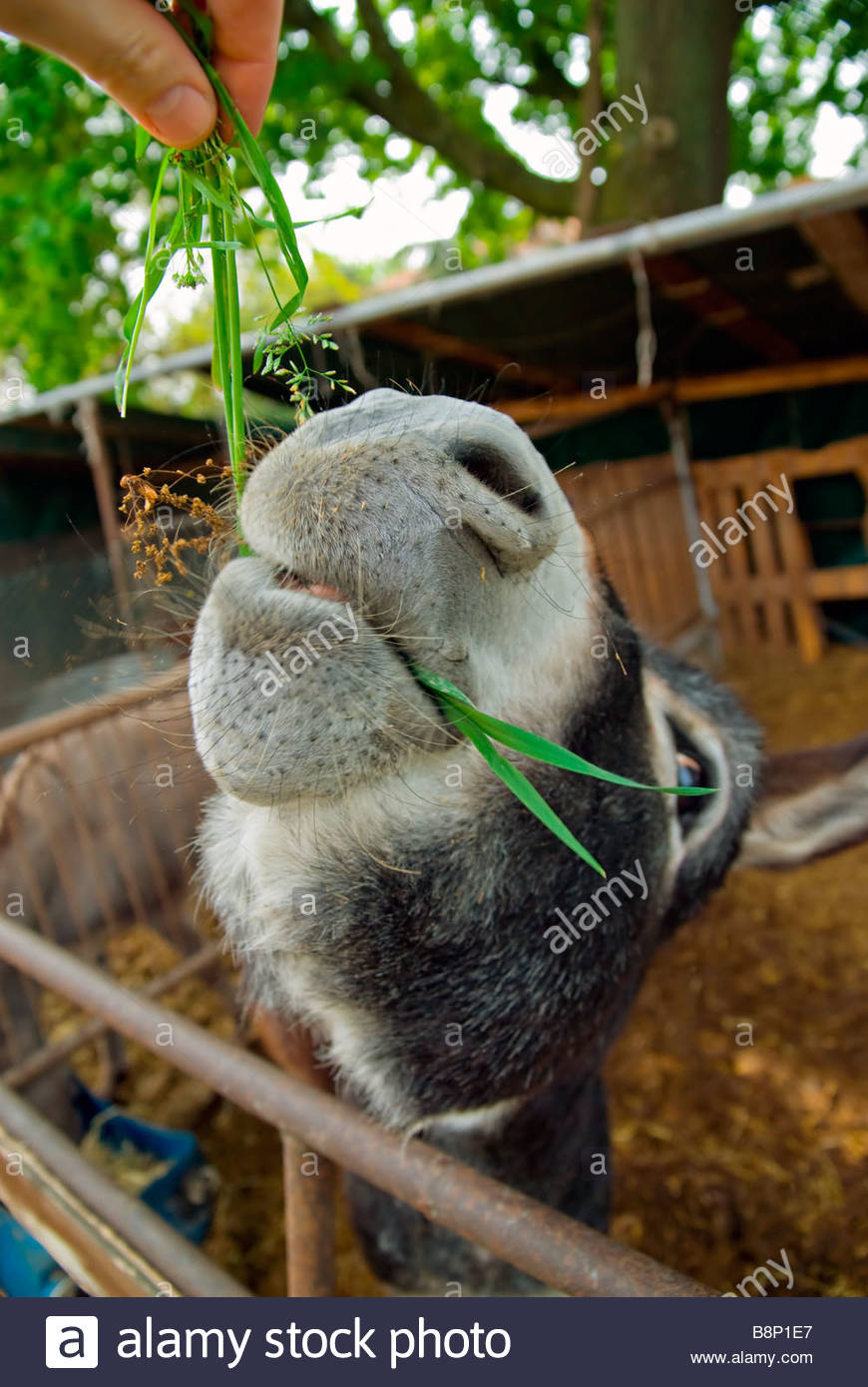 Donkey Food Stock Photos & Donkey Food Stock Images - Alamy