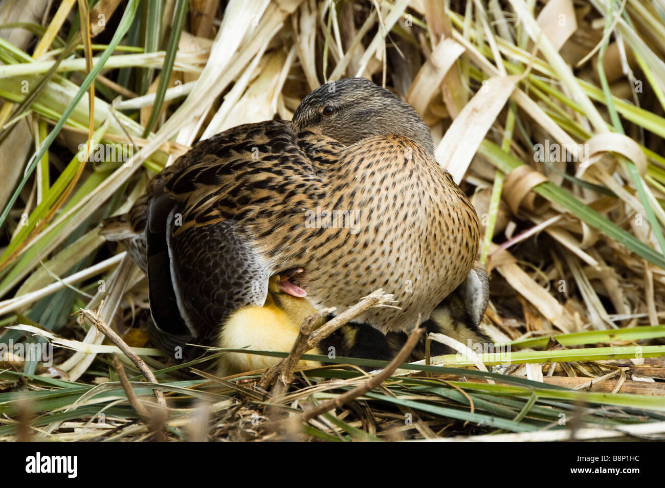 Duckling peeping out from under mum Stock Photo - Alamy