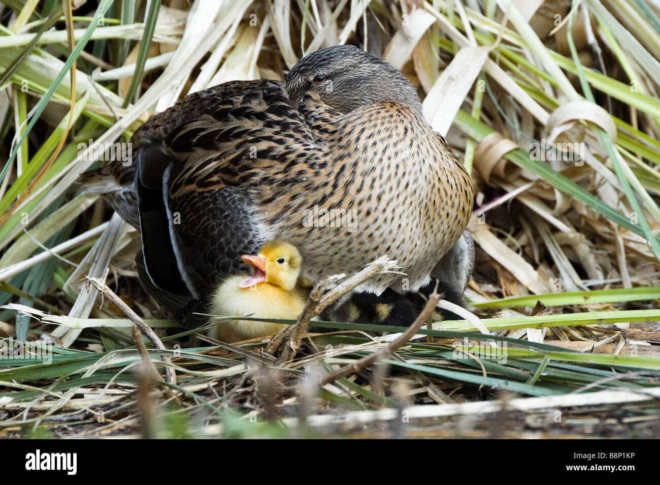 Peeping chick hi-res stock photography and images - Alamy