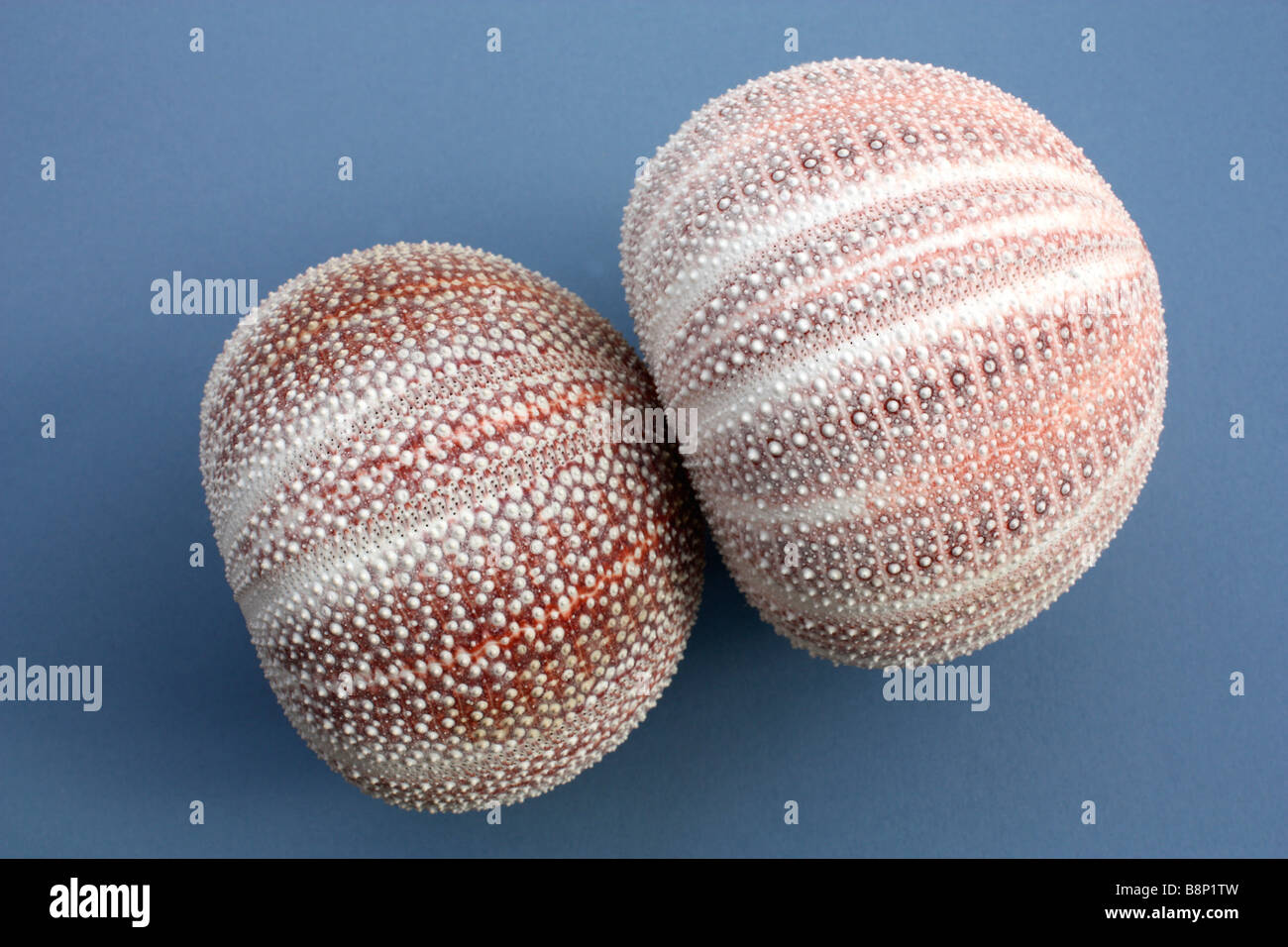 Sea urchin shells hi-res stock photography and images - Alamy Sea urchin shells hi-res stock photography and images - Alamy