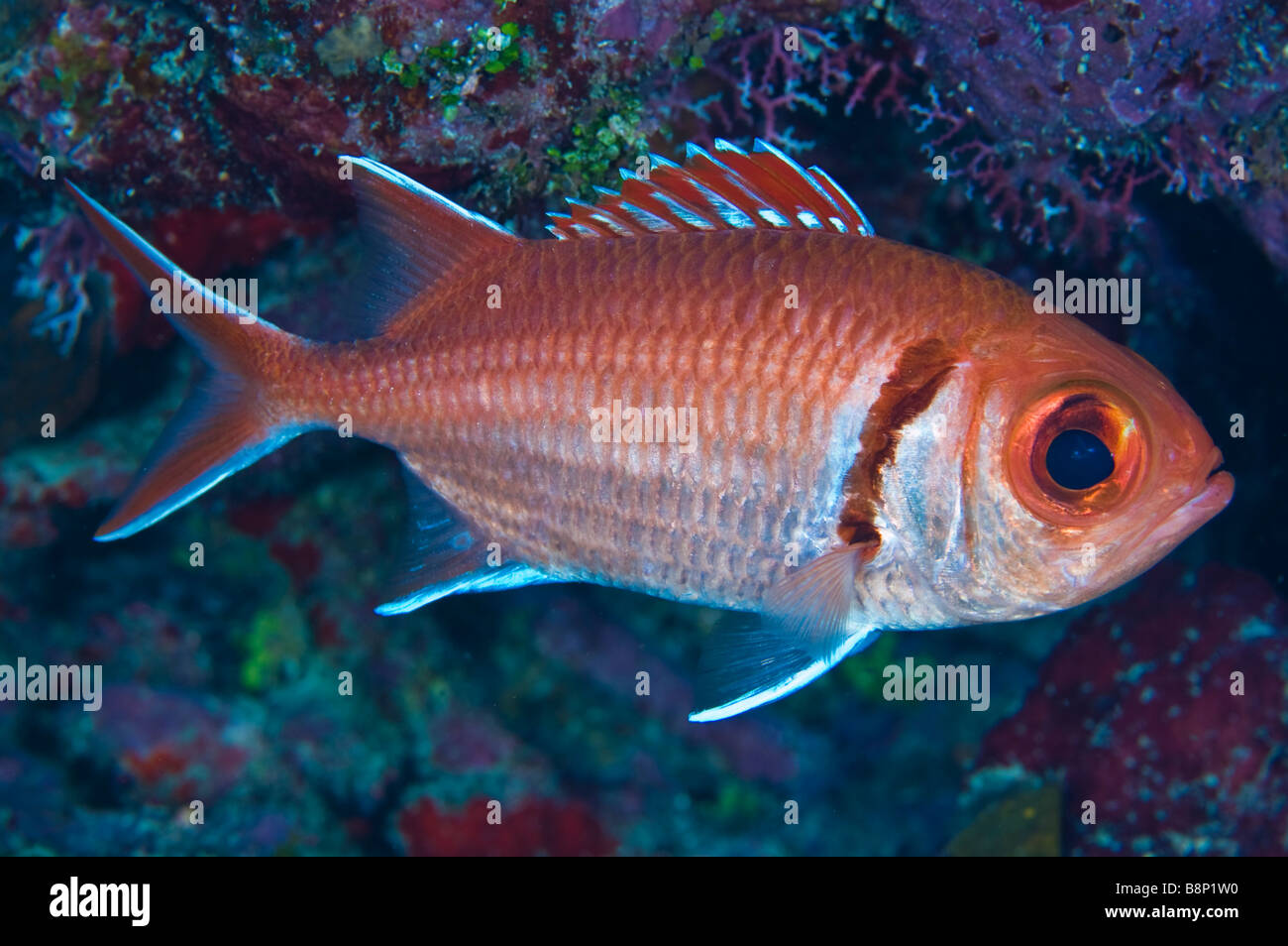 Blackbar soldierfish hi-res stock photography and images - Alamy