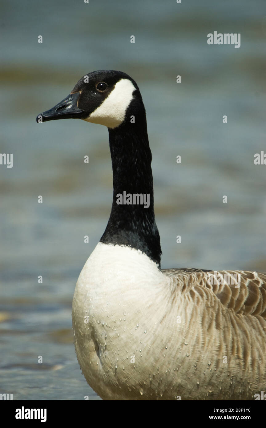 Canada goose bathing hi-res stock photography and images - Alamy