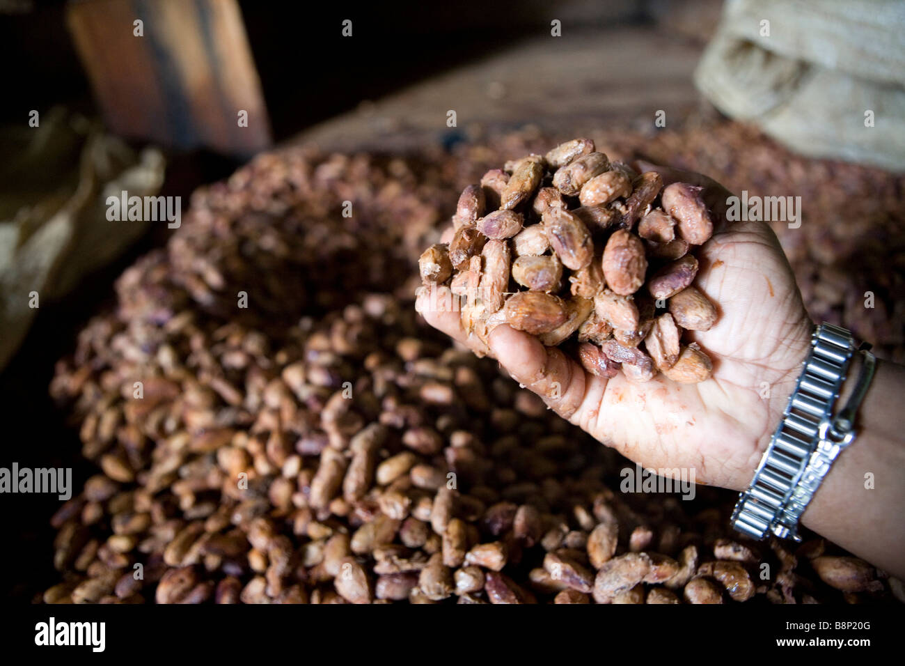 Cocoa processing factory, Dominican Republic Stock Photo - Alamy