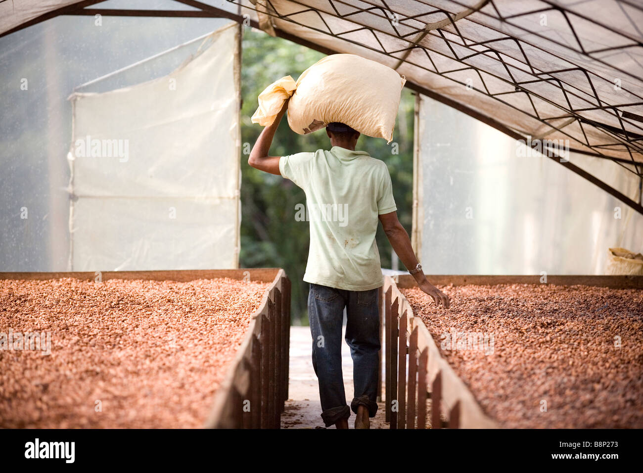 Cocoa processing factory, Dominican Republic Stock Photo - Alamy