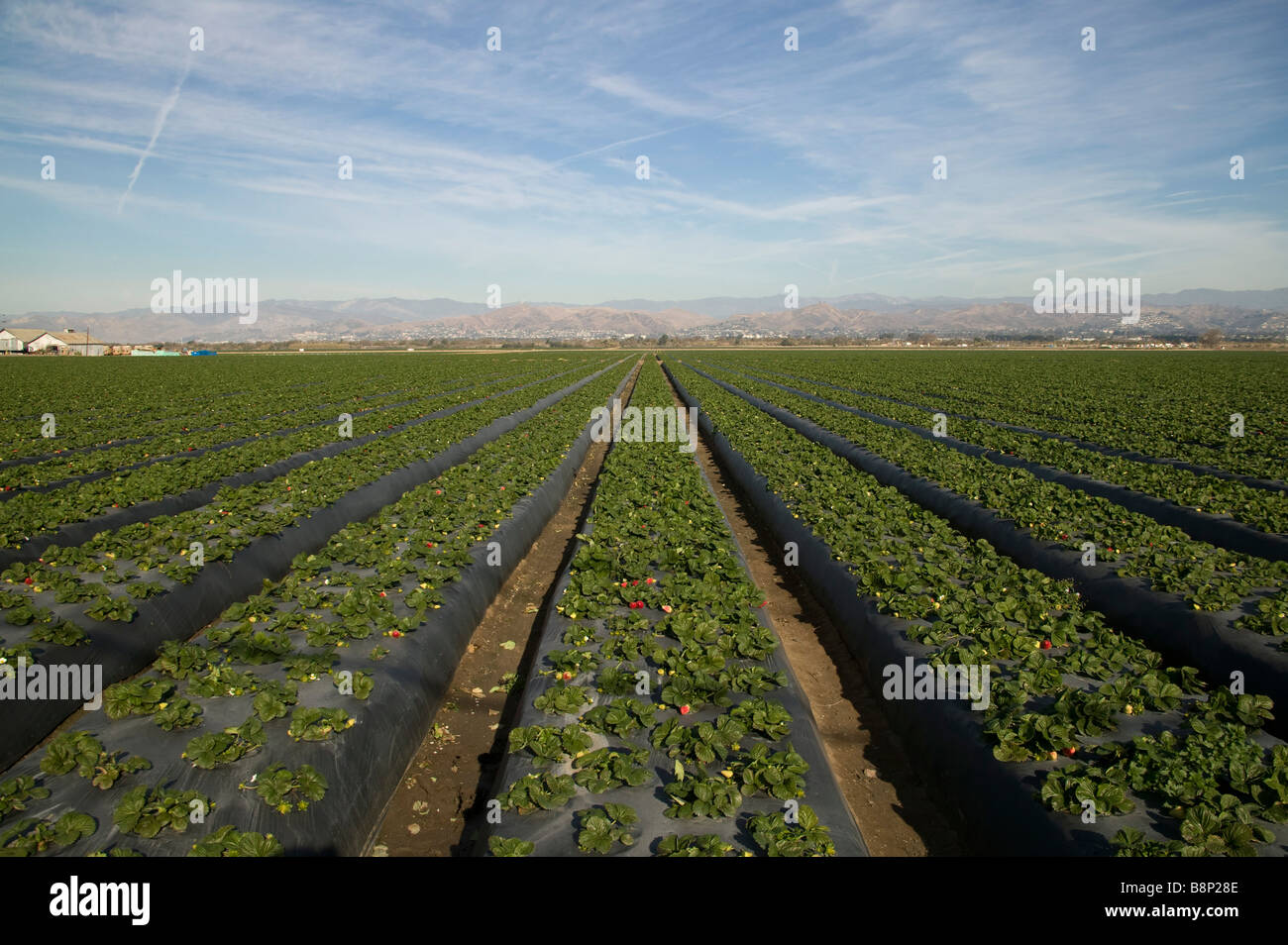 Californian strawberries hi-res stock photography and images - Alamy