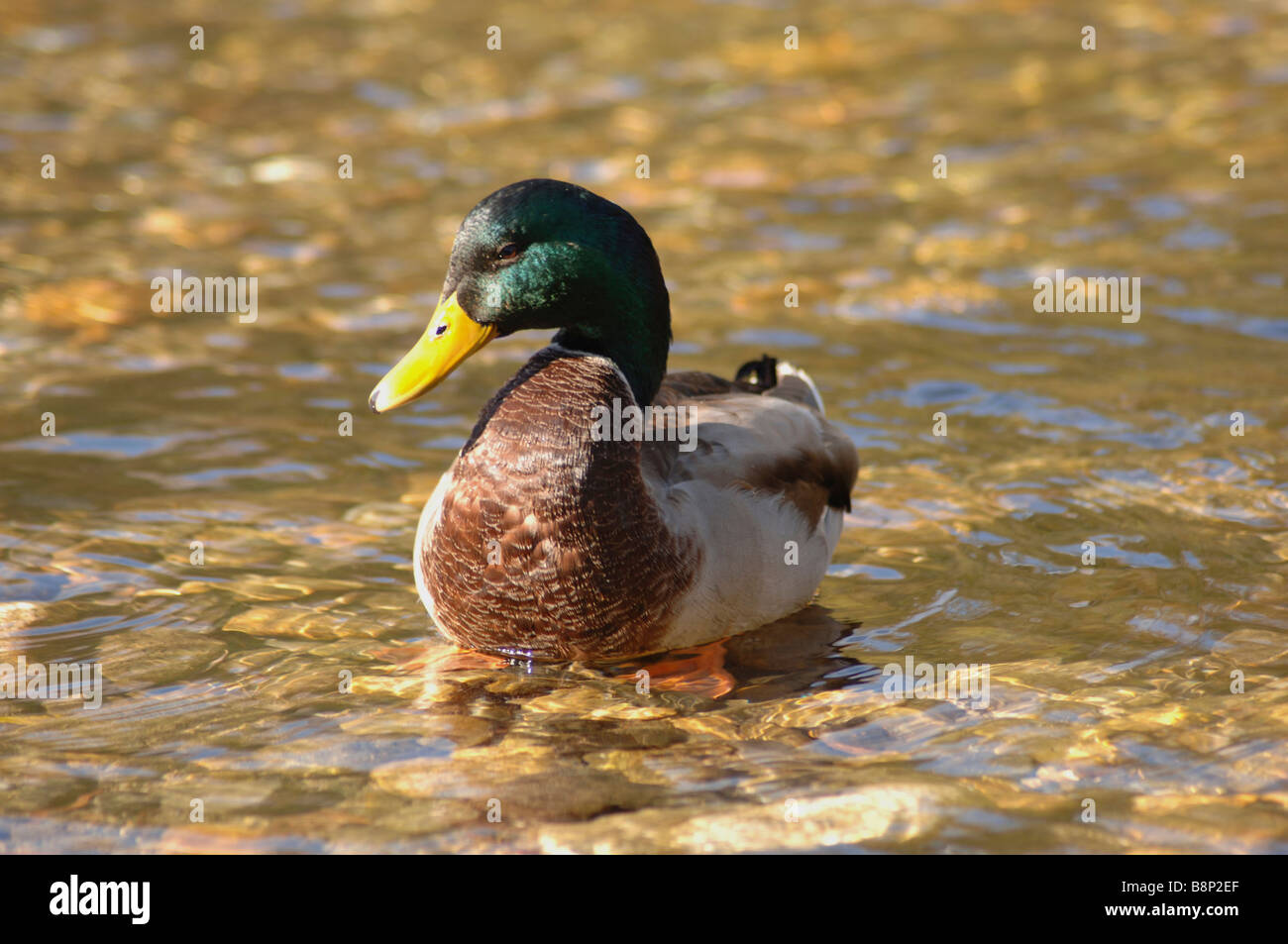 Mallard Drake Duck Kamikochi Japan Stock Photo - Alamy
