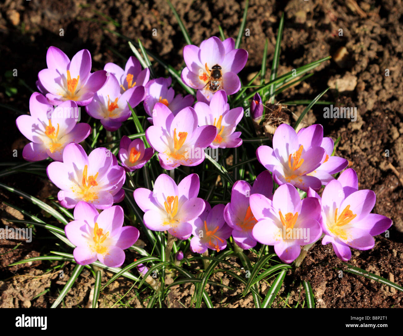 Crocus flowers pushing through the soil on a bright spring day with a ...