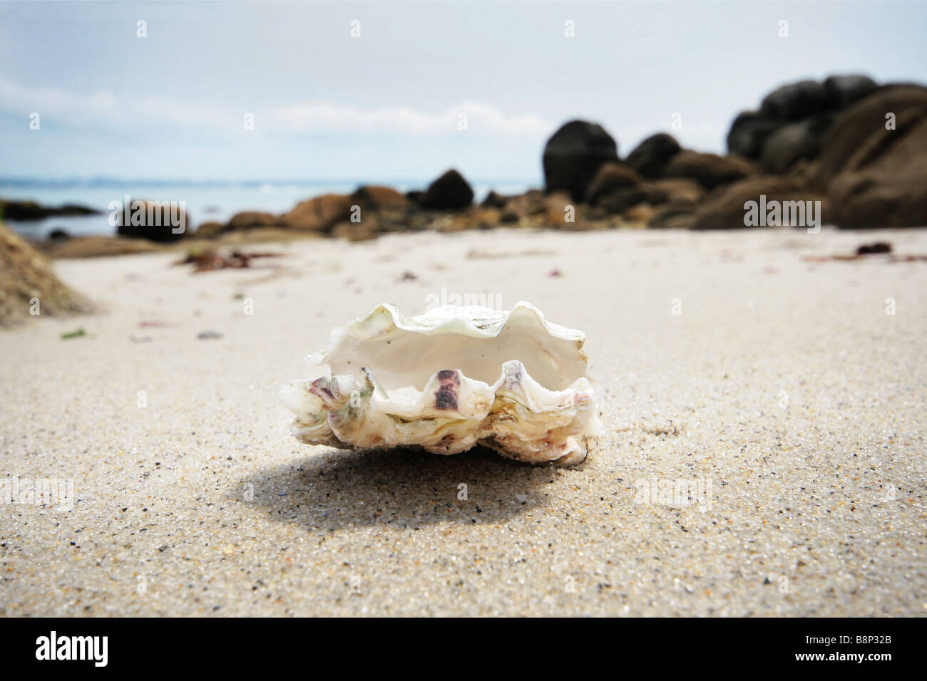 Oyster shell hi-res stock photography and images - Alamy