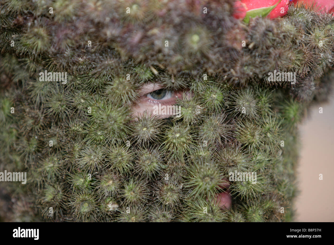 The burry man at the burry man parade South Queensferry Scotland Stock ...