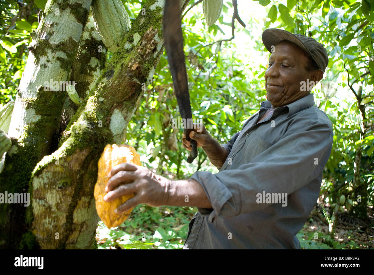 Cocoa farming, Dominican Republic Stock Photo - Alamy