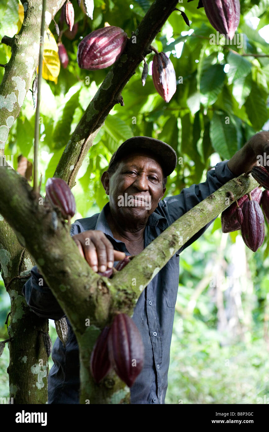 Cocoa farming, Dominican Republic Stock Photo - Alamy
