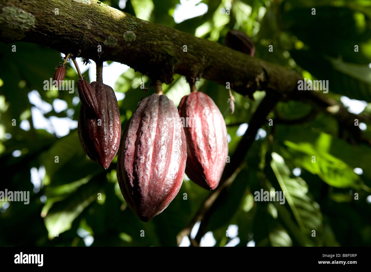 Cocoa farming, Dominican Republic Stock Photo - Alamy