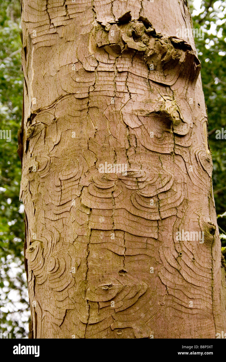 Circular tree trunk hi-res stock photography and images - Alamy